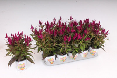 Celosia Arg Kelos Atomic Viole, 12cm Pot Size, 35cm Tall, Celosia ...