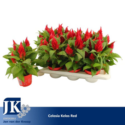 Celosia Arg Kelos Fire Red, 12cm Pot Size, 30cm Tall, Cockscomb, Indoor ...