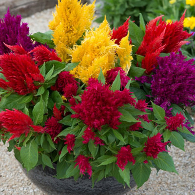 CELOSIA FIRST FLAME MIXED SET OF 12 PLUG PLANTS READY TO POT ON AND ...