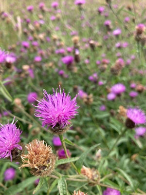 Centaurea n Common knapweed 6 Plug Plants Wildflower