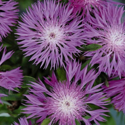 Centaurea Nigra 1 Litre Potted Plant x 1