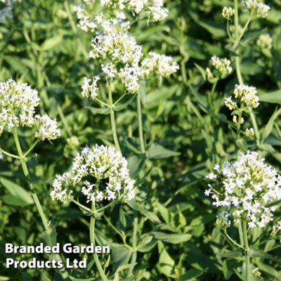 Centranthus Ruber Albus 1 Litre Potted Plantx 1