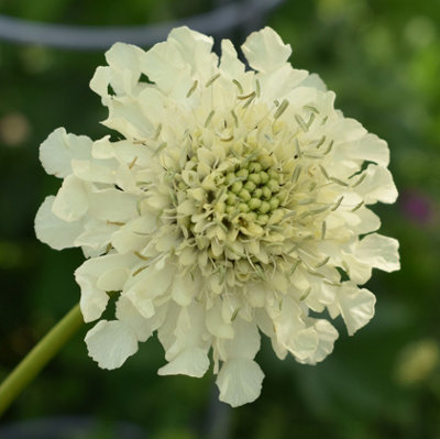 Cephalaria Gigantea Giant Scabious 9cm Pot Perennial Plant