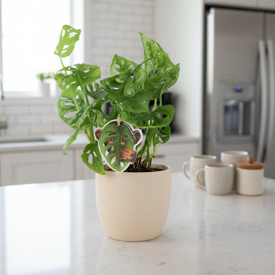 Ceramic Old Style Grey Plant Pot Vintage Decorative Indoor & Outdoor ...