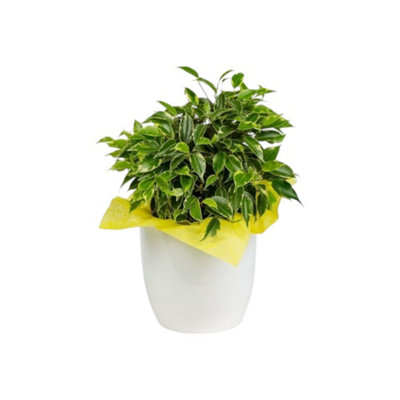 CERAMIC SWAN WHITE INDOOR PLANT POT - H12CM