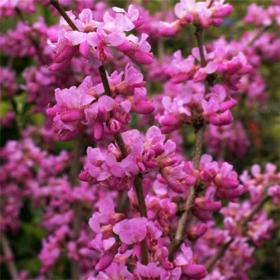 Cercis Avondale Tree - Striking Pink Blossoms, Deciduous, Compact Size ...