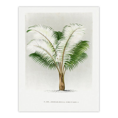Ceroxylon Anticola Palm Tree Kerchove Wall Art Poster Print 12X16"