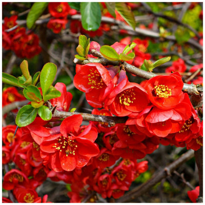 Chaenomeles x superba Crimson and Gold, Japanese Quince In 1.5L Pot