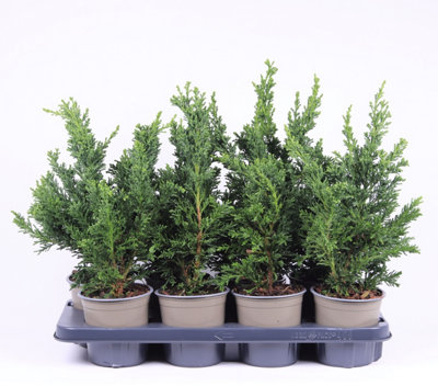 Cham Obt Draht, 13cm Pot Size, 32cm Tall, Chayote, Live Plants