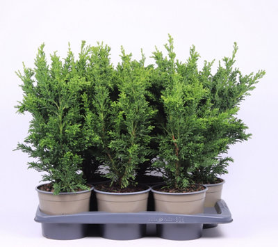 Cham Obt Draht, 17cm Pot Size, 50cm Tall, Spider Plant, Live Plants