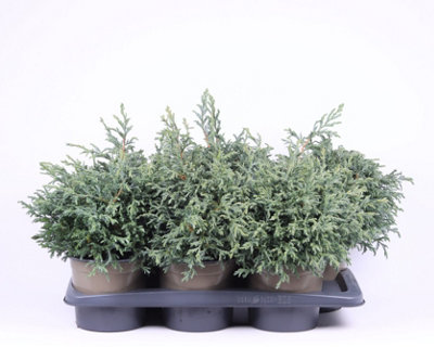 Cham Pis Baby Blue, 17cm Pot Size, 35cm Tall, Chamomile, Live Plants