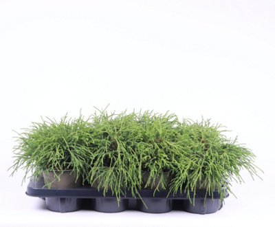 Cham Pis Filifera Nana, 13cm Pot Size, 25cm Tall, Ponytail Palm, Indoor ...