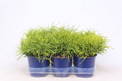 Cham Pis Sungold, 15cm Pot Size, 20cm Tall, Tomato, Indoor Houseplant