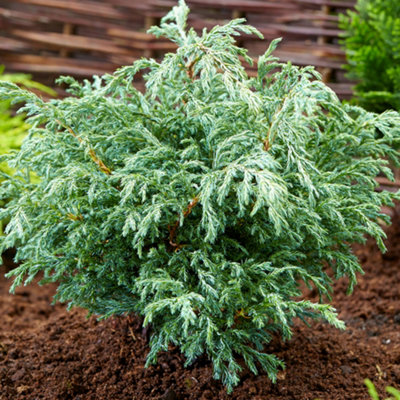 Chamaecyparis Baby Blue - Compact Conifer with Blue Foliage (20-30cm ...