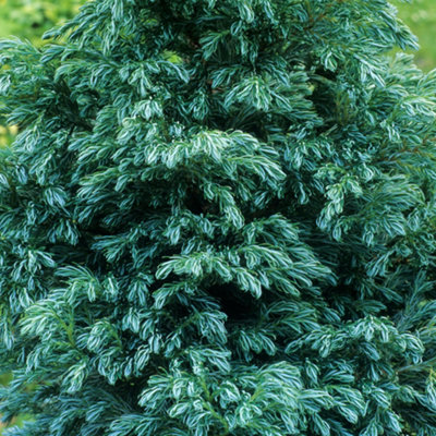 CHAMAECYPARIS BOULEVARD - COMPACT CONIFER WITH SILVER-BLUE FOLIAGE (20 ...
