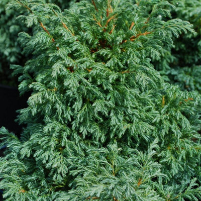 Chamaecyparis Boulevard - Compact Conifer with Silver-Blue Foliage (20 ...