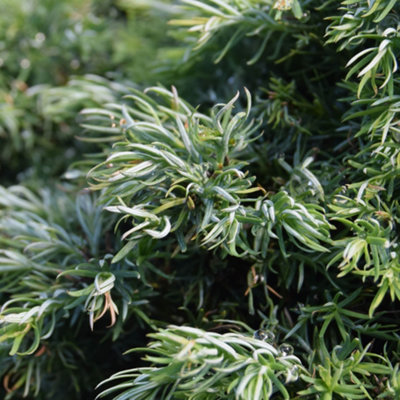 CHAMAECYPARIS BOULEVARD - COMPACT CONIFER WITH SILVER-BLUE FOLIAGE (20 ...
