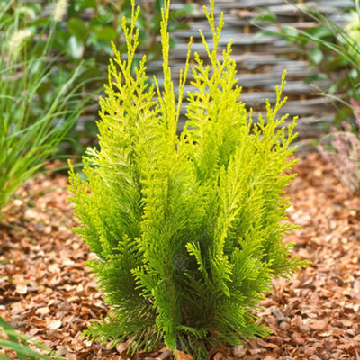 Chamaecyparis Ivonne - Upright Shape, Bright Green Foliage, Evergreen ...