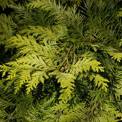 Chamaecyparis Ivonne - Upright Shape, Bright Green Foliage, Evergreen ...