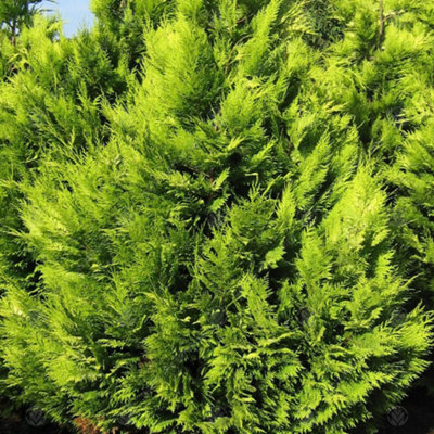 Chamaecyparis Ivonne - Upright Shape, Bright Green Foliage, Evergreen ...