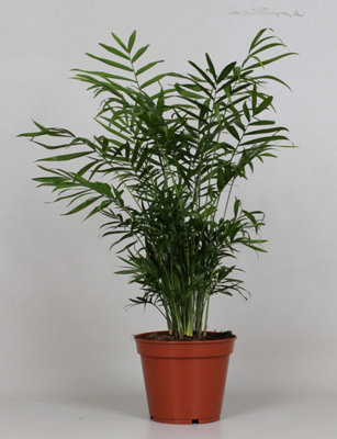 Chamaedorea Elegans, 17cm Pot Size, 55cm Tall, Parlor Palm, Indoor ...