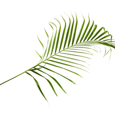 Chamaedorea elegans: Elegant Indoor Greenery, Parlor Palm (35-50cm Height Incl. Pot, 13cm Pot)