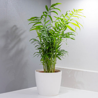Chamaedorea elegans 'Parlour Palm' in a 12cm pot - Indoor Plants for ...