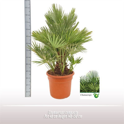 Chamaerops Compacto, 40cm Pot Size, 140cm Tall, Dwarf Mediterranean Fan ...