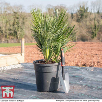 Chamaerops Humilis Vulcano 15cm Potted Plant x 2 | DIY at B&Q