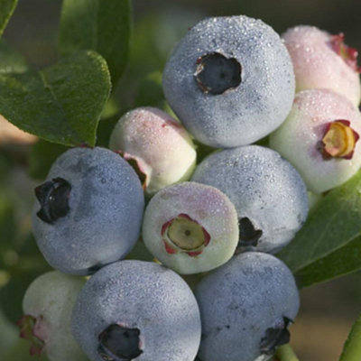 Chandler Blueberry Bush - Large Juicy Berries. Self-Fertile. Patio ...