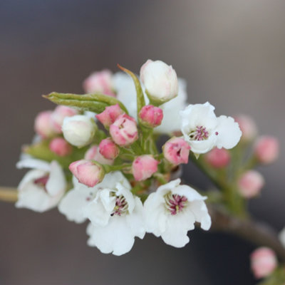 Chanticleer Ornamental Pear Tree Outdoor Pyrus Calleryana 9L Pot 1.8m ...