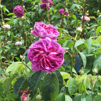 Charles de Mills Rose in 3L Pot - Highly Fragrant Old Garden Shrub Rose ...