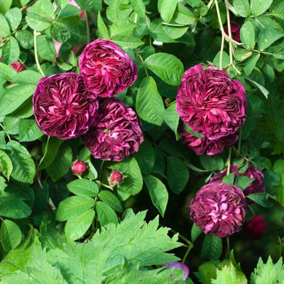 Charles de Mills Rose in 3L Pot - Highly Fragrant Old Garden Shrub Rose ...