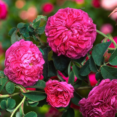 Charles de Mills Rose in 3L Pot - Highly Fragrant Old Garden Shrub Rose ...