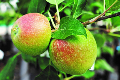 Charles Ross Apple (Malus) Tree - 7Ltr Potted