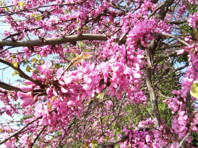 Cheal's Weeping Pink Flowering Cherry Tree 4-5ft, in a 3L Pot, P ...