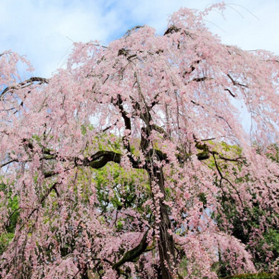 Cheal's Weeping Pink Flowering Cherry Tree 4-5ft, P.Serrulata Kiku ...
