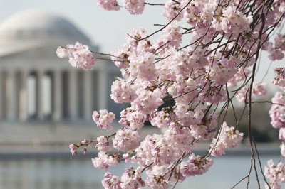 Cheal's Weeping Pink Flowering Cherry Tree 4-5ft, P.Serrulata Kiku ...