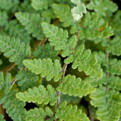 Cheilanthes Lanosa - Hairy Lip Fern (20-30cm Height Including Pot ...