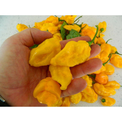 Cheiro do Norte Chilli - 10 Fresh Seeds