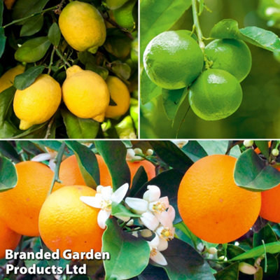 Chempak Citrus Tree Winter Food 200g x 1 Unit