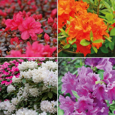 Chempak Ericaceous Plant Fertiliser 750g x 2