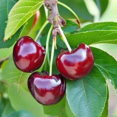 Cherokee Cherry (Prunus avium) Tree - 12Ltr Potted