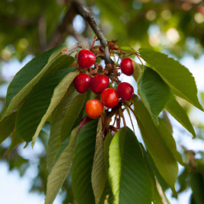 Cherokee Cherry (Prunus avium) Tree - 12Ltr Potted