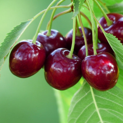 Cherry Bigarreau Burlat Prunus avium Sweet Cherry Outdoor Fruit Tree 9L ...