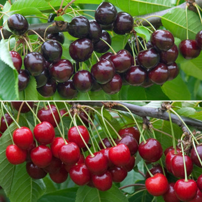 Cherry Duo - Fruit Tree, Outdoor Garden Plant Patio Trees (4-5ft Height ...