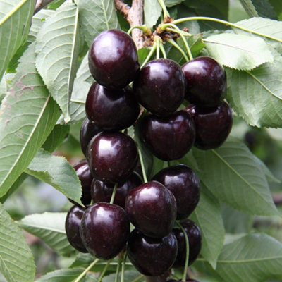 Cherry Kordia Prunus avium Sweet Cherry Outdoor Fruit Tree 9L Pot 1.2m