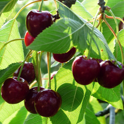 Cherry Lapins Prunus avium Sweet Cherry Outdoor Fruit Tree 9L Pot 1.2m
