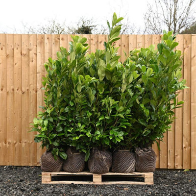 Cherry laurel 100/125cm Root ball 22 Pack - Hedges Direct