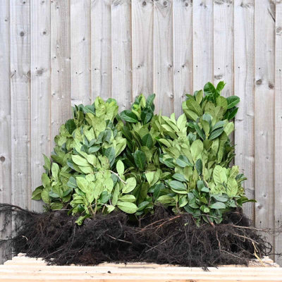 Cherry laurel 30/40cm bare root 50 Pack - Hedges Direct